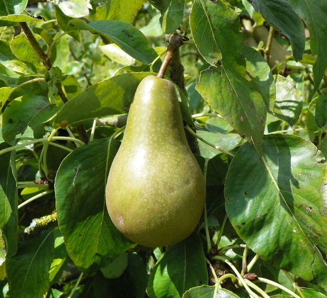 La bonne poire ! | Famille Missionnaire de Notre-Dame